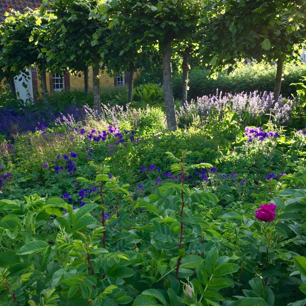 Broadwoodside | Garden Plan